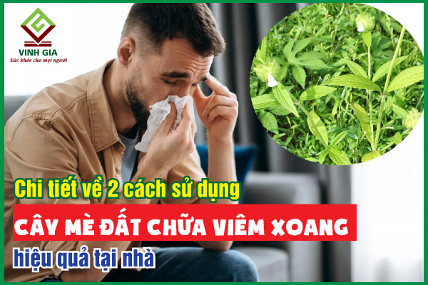 2 cách dùng cây mè đất trị viêm xoang tại nhà hiệu quả
